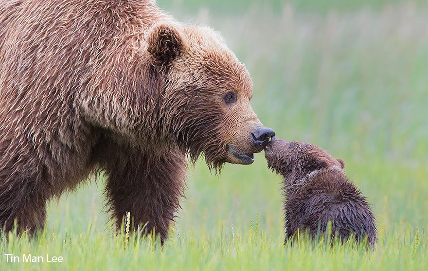 Les mamans ours et leurs petits se dévoilent en photos