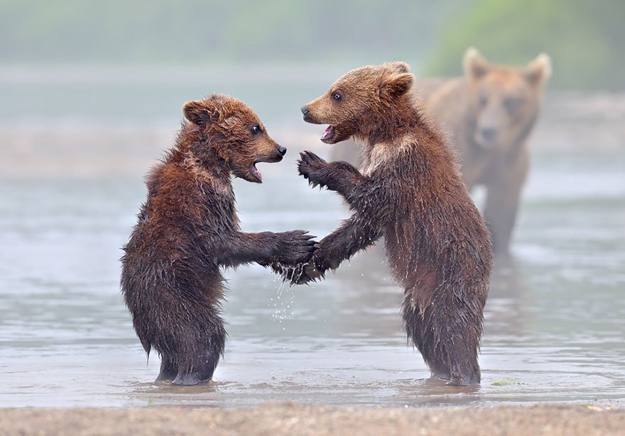 Les mamans ours et leurs petits se dévoilent en photos