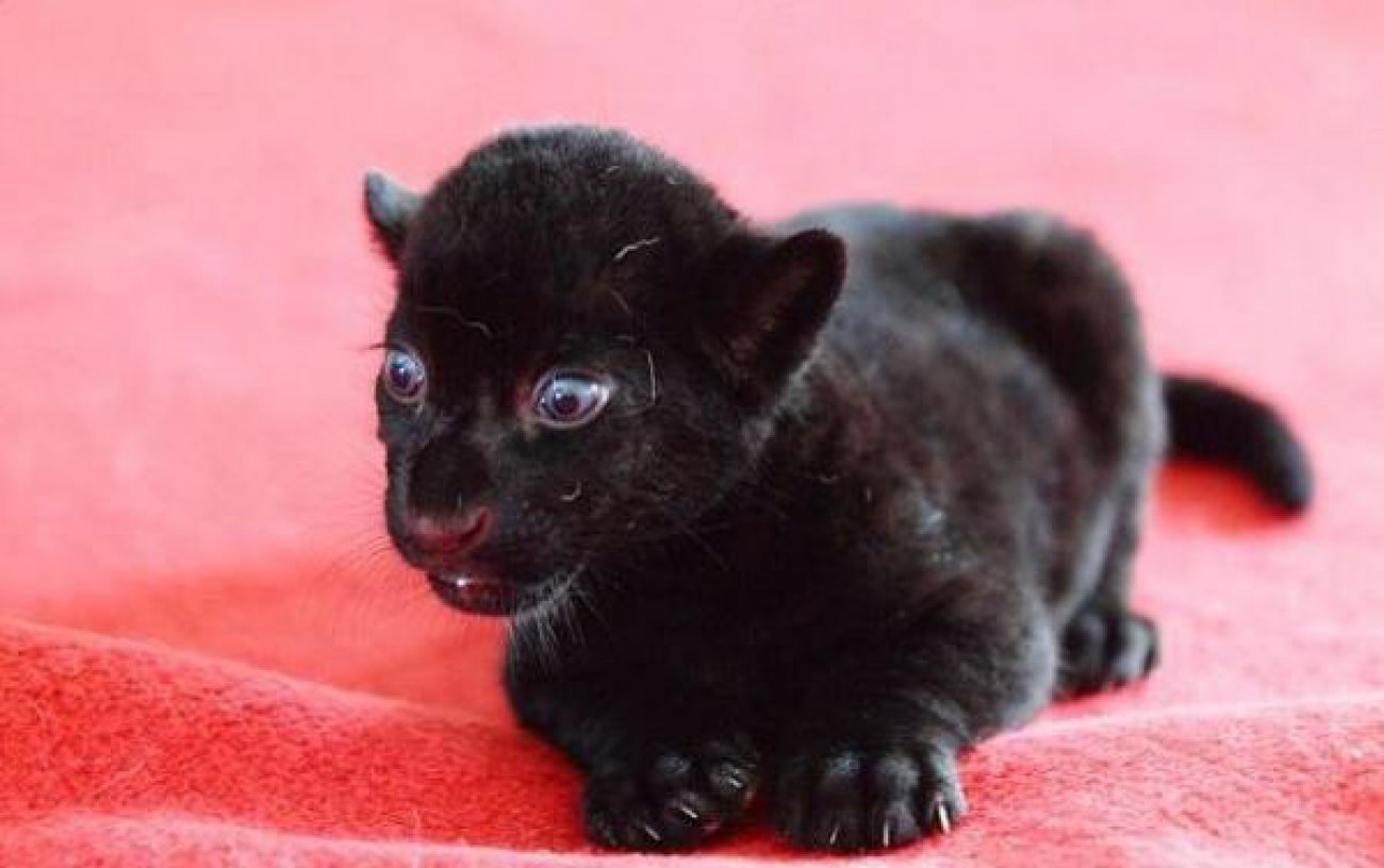 On vous présente le bébé tigre le plus adorable du net