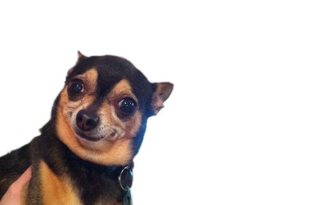20 photos qui prouvent que les chiens sont les animaux parfaits pour ...
