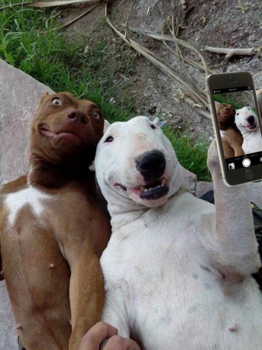 20 photos qui prouvent que les chiens sont les animaux parfaits pour ...