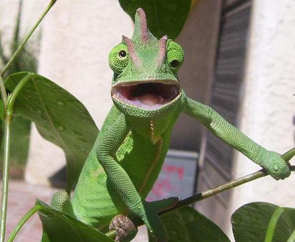 25 animaux qui vous font une jolie grimace