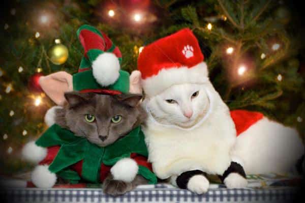20 chats qui n'en peuvent plus d'attendre que Noël arrive ! - Page 3 sur 3