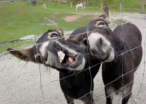 25 animaux qui vous font une jolie grimace