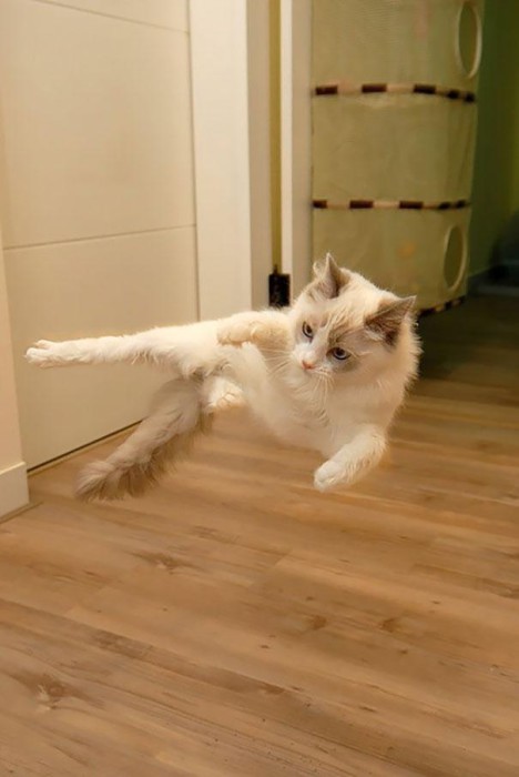 40 photos qui prouvent que les chats sont en fait des ninjas surentraînés