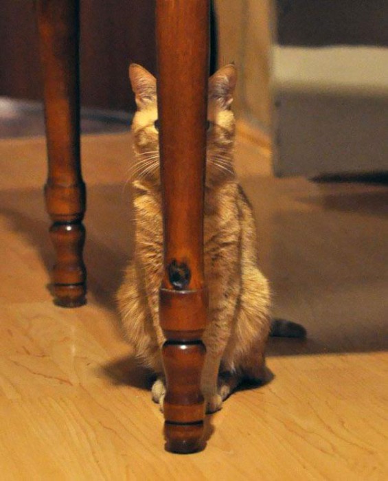 40 photos qui prouvent que les chats sont en fait des ninjas surentraînés