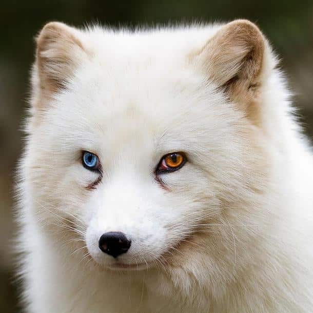 30 animaux aux yeux vairons qui vont vous hypnotiser ! - Page 3 sur 4