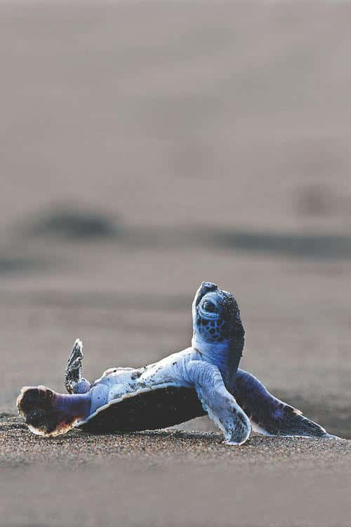 26 images aussi gênantes qu'épatantes, troublantes, édifiantes ...et ...