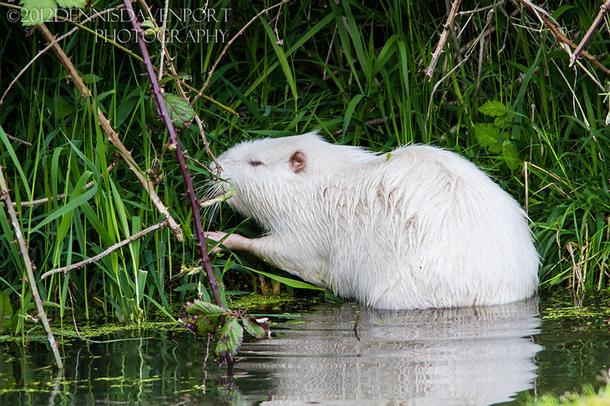 32 animaux albinos qui vont vous prouver que la couleur ne fait pas tout