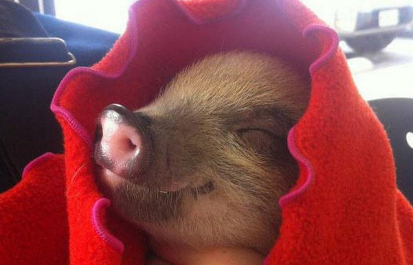 Grâce à ce fauteuil roulant, cet adorable cochon d'Inde peut de nouveau ...