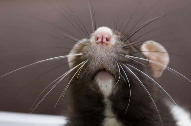30 photos qui prouvent que les rats sont en fait des animaux adorables