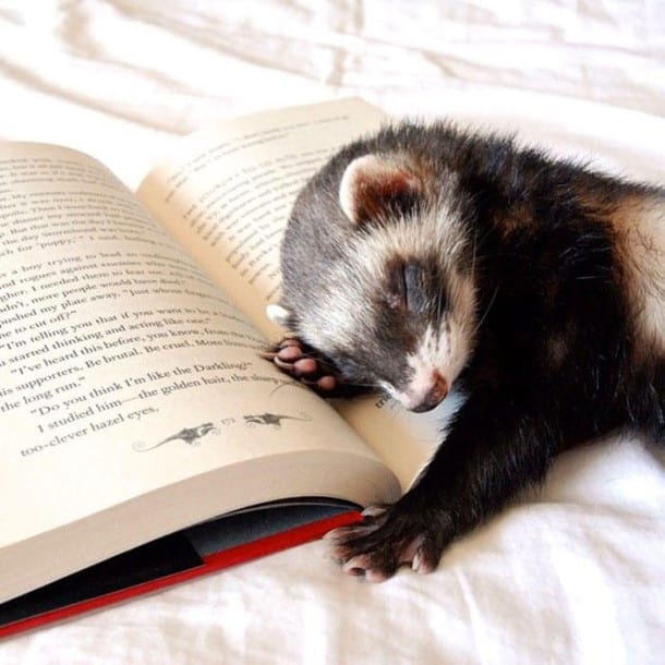 35 furets qui vont totalement vous faire craquer