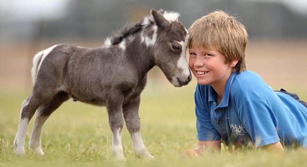 20 minis chevaux qui vont vous faire craquer