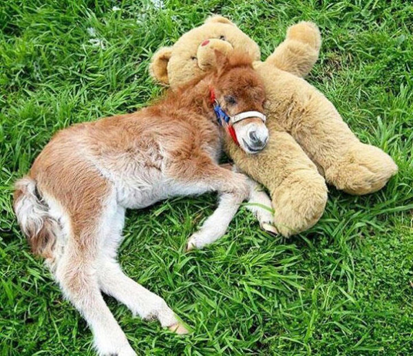 20 minis chevaux qui vont vous faire craquer