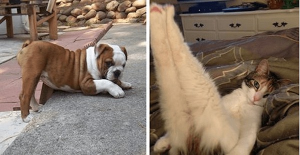 Vidéo : ce chien est le plus fainéant du monde