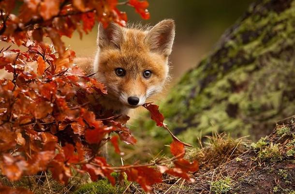 27 animaux qui profitent à fond des joies et de la beauté de l'automne