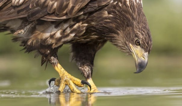 Ce photographe a consacré 6 années de sa vie à capturer la beauté des ...