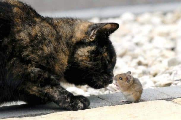 15 photos qui prouvent que l'amitié entre un chat et une souris est ...