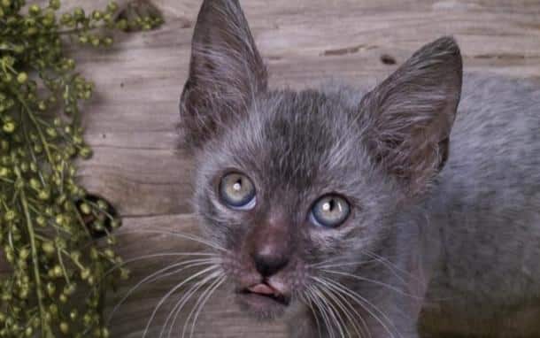 Vous allez craquer pour le Lykoi, le chat aux allures de loup-garou