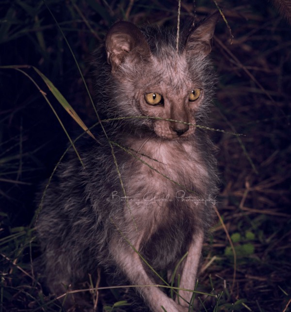 Vous allez craquer pour le Lykoi, le chat aux allures de loup-garou