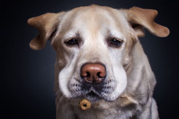 10 clichés captivants qui capturent l'expression des chiens une seconde ...