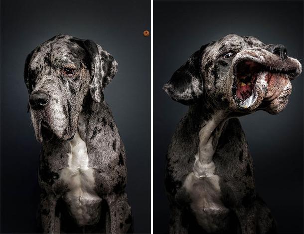 10 clichés captivants qui capturent l'expression des chiens une seconde ...