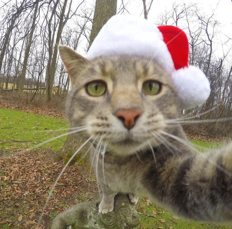 Ce chat fait des selfies beaucoup plus canons que vous