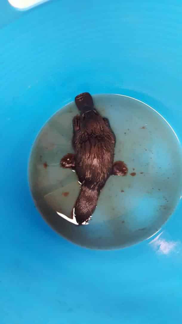 VIDÉO : Un bébé ornithorynque sauvé des égouts