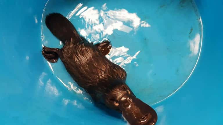 VIDÉO : Un bébé ornithorynque sauvé des égouts