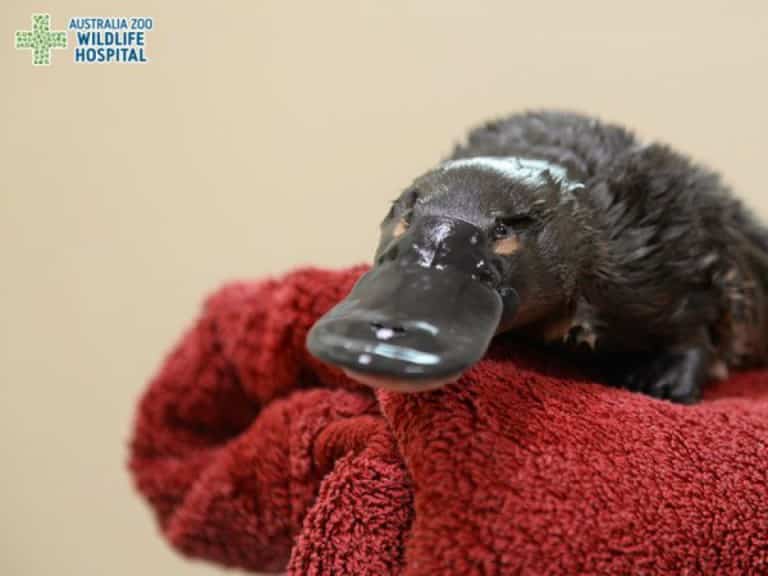 VIDÉO : Un bébé ornithorynque sauvé des égouts