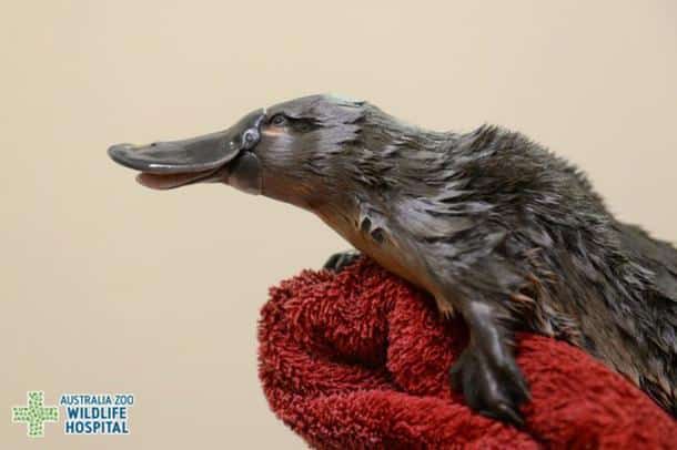 VIDÉO : Un bébé ornithorynque sauvé des égouts