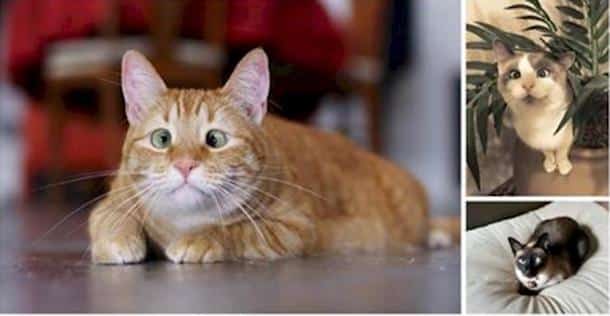 16 chats qui louchent beaucoup trop mignons ! - Page 2 sur 2