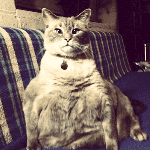 16 chats qui louchent beaucoup trop mignons