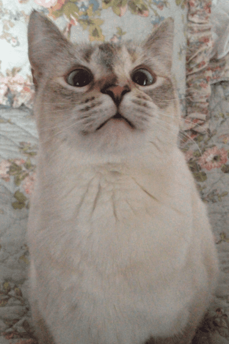 16 chats qui louchent beaucoup trop mignons