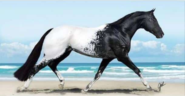 20 photos magnifiques qui capturent l'incroyable beauté des chevaux ...