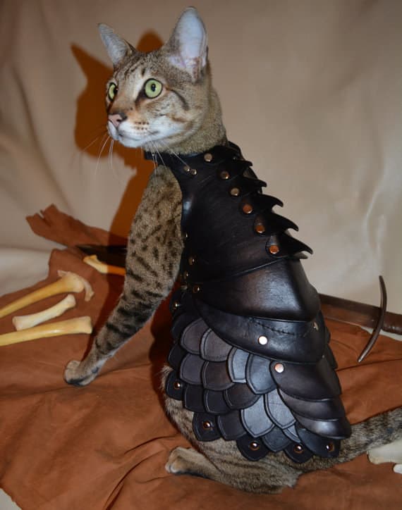 Une armure pour votre chat pour qu'il ne se blesse plus pendant ses ...