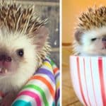 Cet adorable hérisson vampire va vous faire craquer