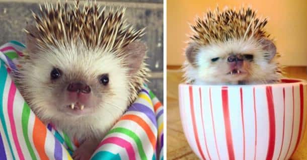 Cet adorable hérisson vampire va vous faire craquer