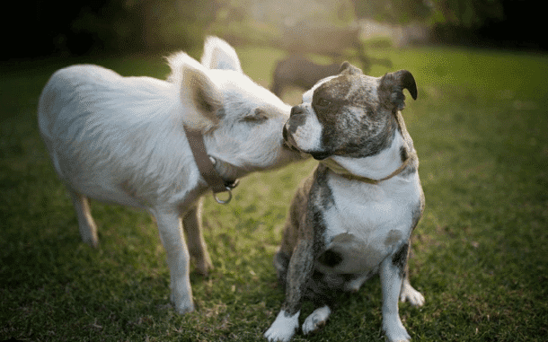 Cet adorable petit cochon vit avec trois chiens et se comporte ...