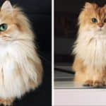 On vous présente Smoothie, le chat le plus photogénique du web