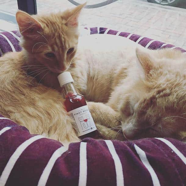 Prenez l'apéro avec votre chat grâce à ce vin pour chats