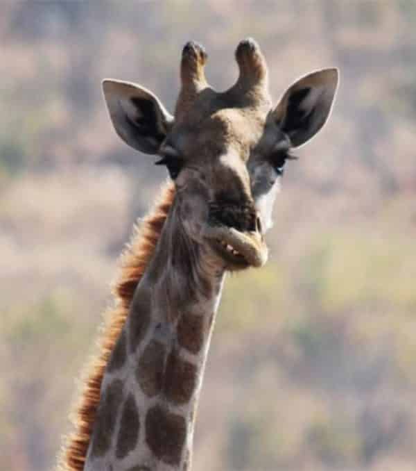 15 animaux atteints de trisomie qui n'en sont pas moins mignons : vous ...