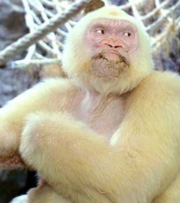 15 animaux atteints de trisomie qui n'en sont pas moins mignons : vous ...