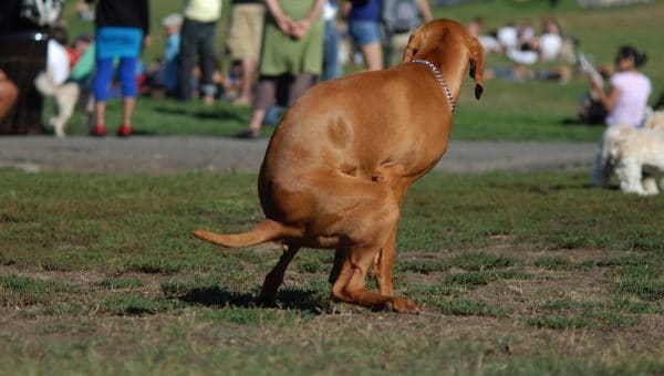 Pas croyable ! Les Antibois traquent une personne qui défèque devant ... Pas croyable ! Les Antibois traquent une personne qui défèque devant ...