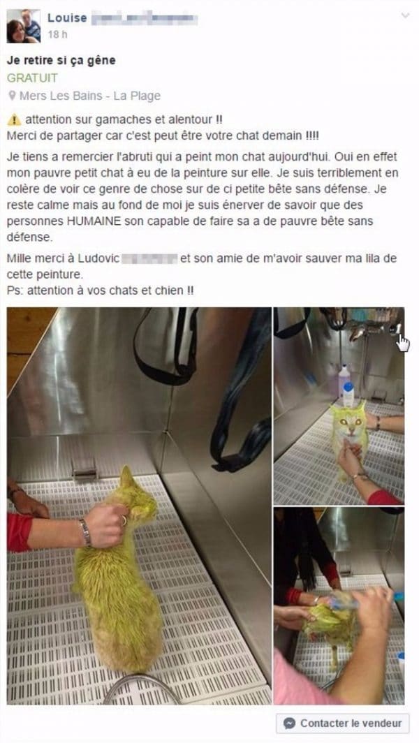 Ils ont retrouvé leur chat peint en jaune.... HONTEUX ! Ils poussent un ...
