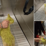 Ils ont retrouvé leur chat peint en jaune.... HONTEUX ! Ils poussent un ...