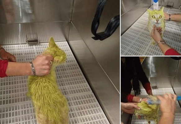 Ils ont retrouvé leur chat peint en jaune.... HONTEUX ! Ils poussent un ...