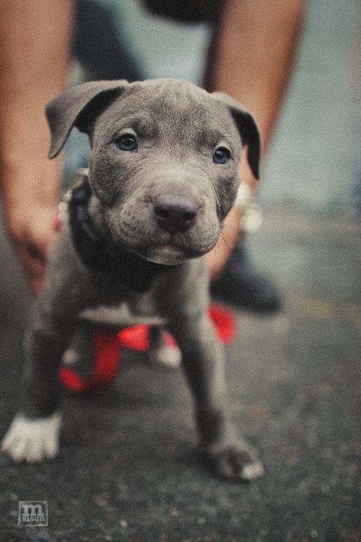 12 photos qui vous prouveront que les pitbulls sont des animaux adorables