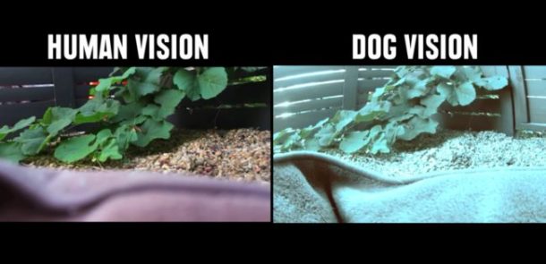 Voici la vision des animaux compareé à la vision humaine