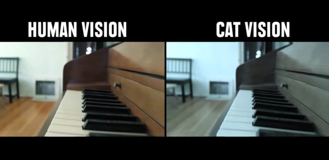 Voici la vision des animaux compareé à la vision humaine